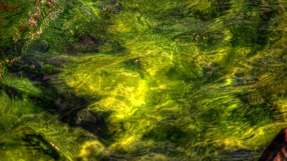 Weltgrößter Algenteppich reicht von Afrika bis Mexiko