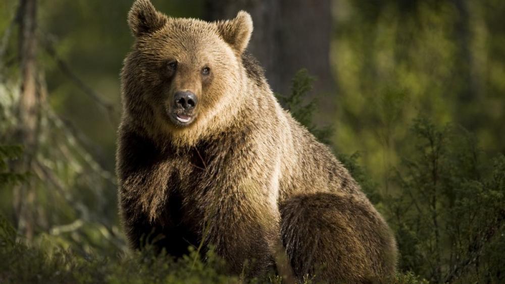 WWF gibt Tipps für "Rendezvous" mit Bären