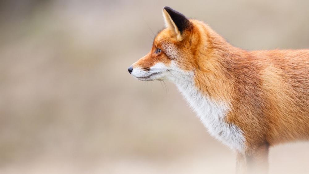 In Südtirol ist der Fuchs los