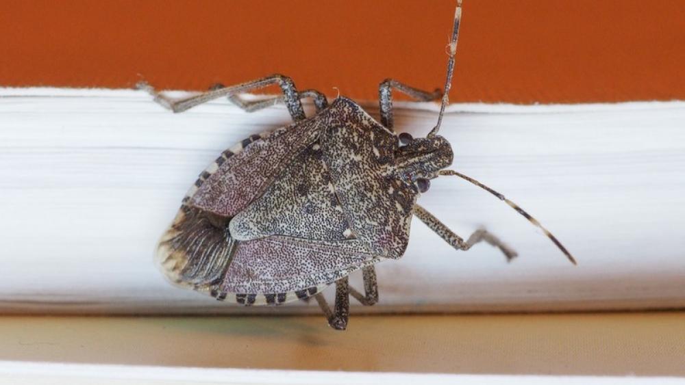 Die Stinkwanze im Anmarsch