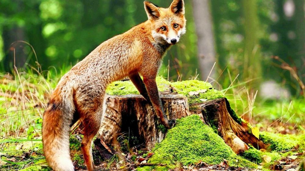 Südtirols Füchse leben wieder gefährlich