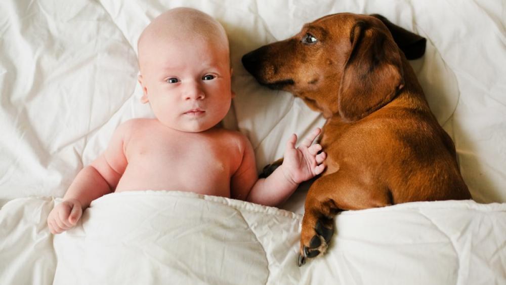 Hund der Familie liebt das neugeborene Baby - VIDEO