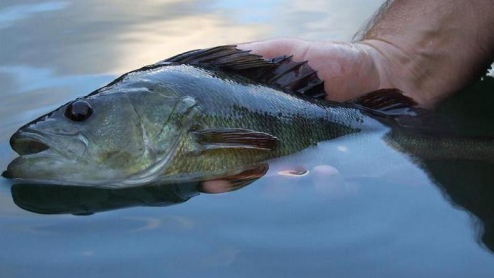 Anmeldungen zur Fischerprüfung bis 23. August