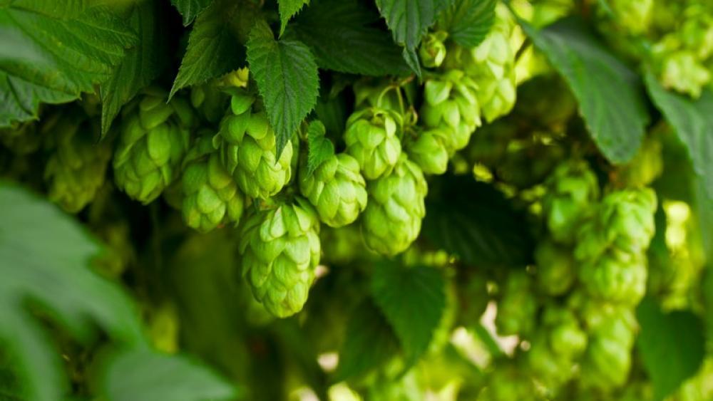 „Was wächst wie?“ (8): Hopfen