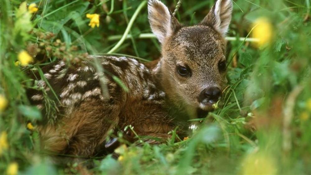 Hände weg von diesen Tierchen!