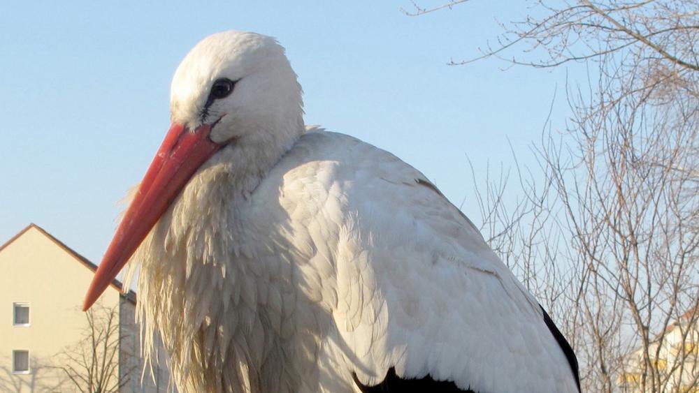 Liebestoller Storch nervt Dorf in Brandenburg - Panorama | stol.it