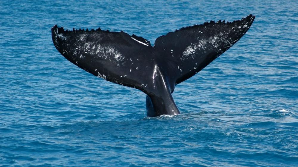 Boot stößt mit Wal zusammen