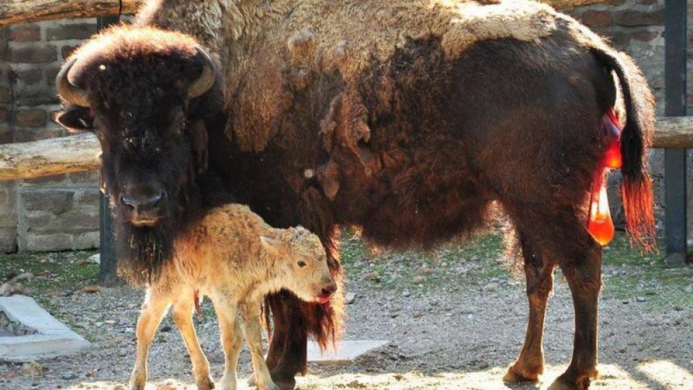 Geburt von seltenem weißen Bison im Belgrader Zoo