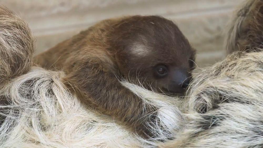 Lockdown-Baby: Faultier-Nachwuchs im Wiener Tiergarten Schönbrunn