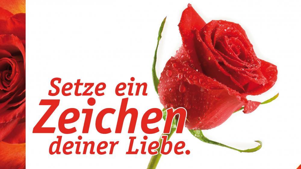 Spendenaktion: „Eine Rose für das Leben“