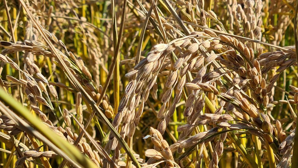 Reisernte in Südtirol? - Wirtschaft | stol.it