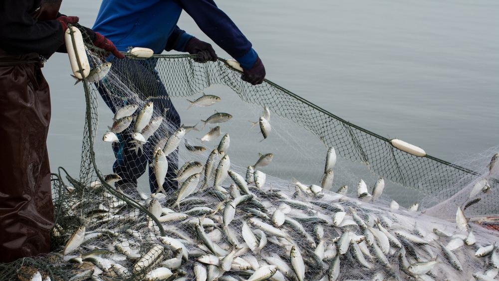 Fisch essen mit gutem Gewissen: Wie geht das?