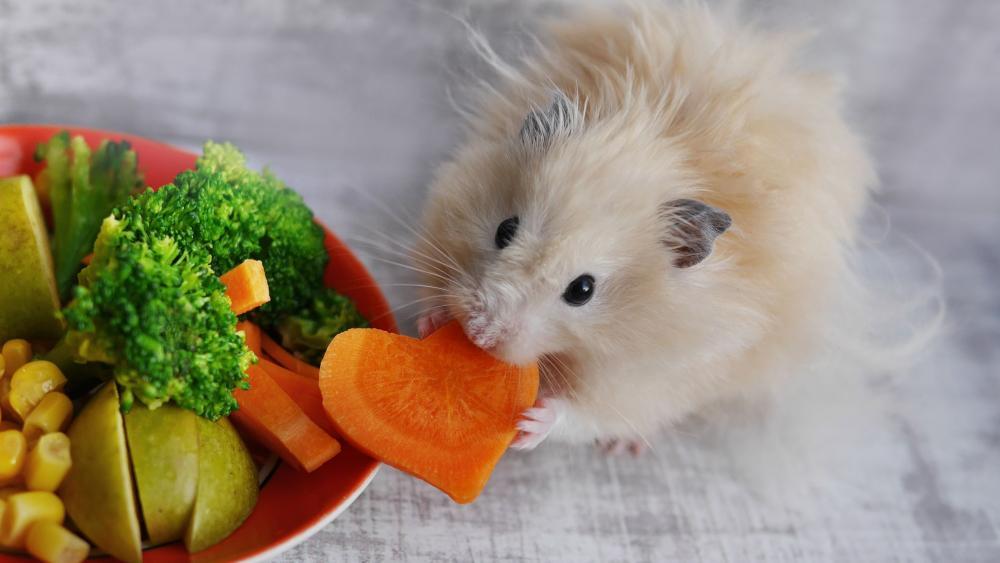 Die Sprache der Hamster