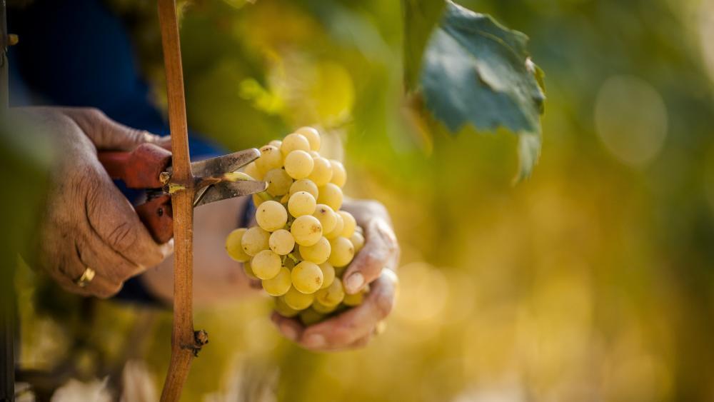 Weinernte 2022: Außergewöhnliche Trauben, außergewöhnliche Weine ...