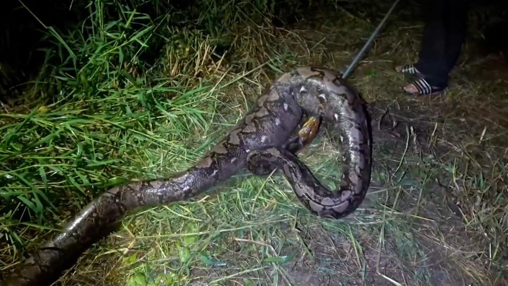 Riesen-Python frisst Familienhund - Videos | stol.it