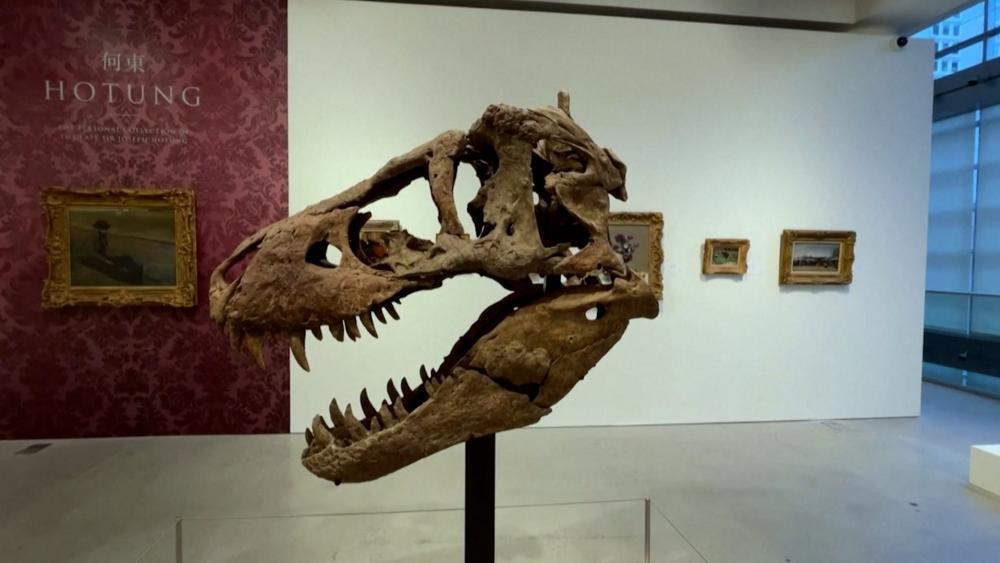 T-Rex Schädel „Maximus“ kommt unter den Hammer - Videos | stol.it