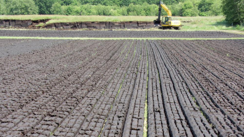 Torfabbau trotz Klimaplan? Umweltorganisation besorgt