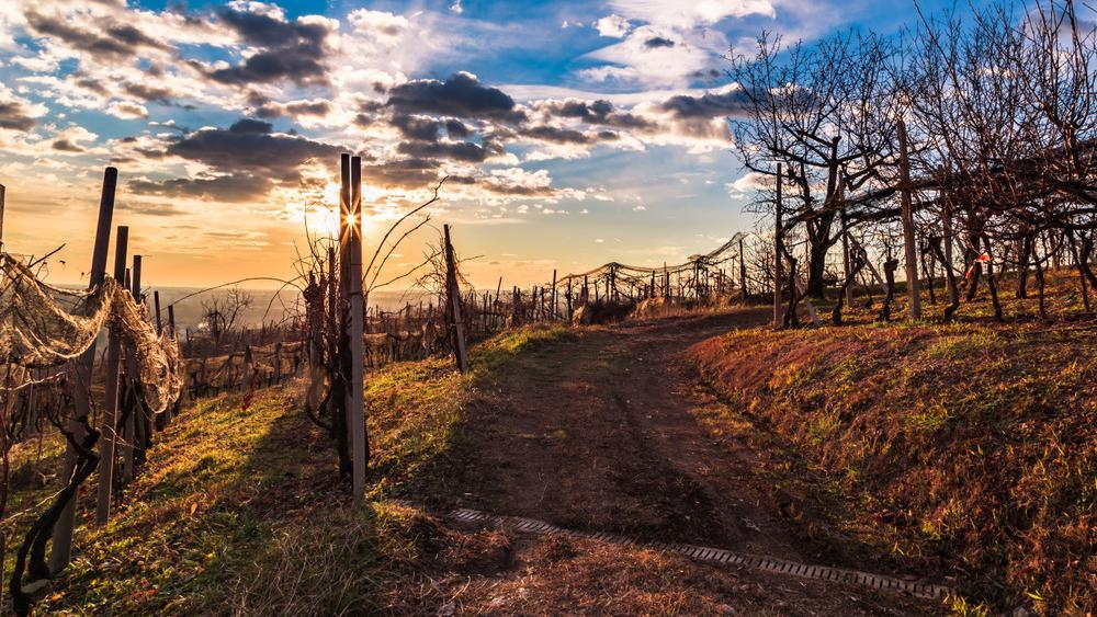 Trockenheit und milder Winter: Was bedeutet das für Wein- und Obstbau?