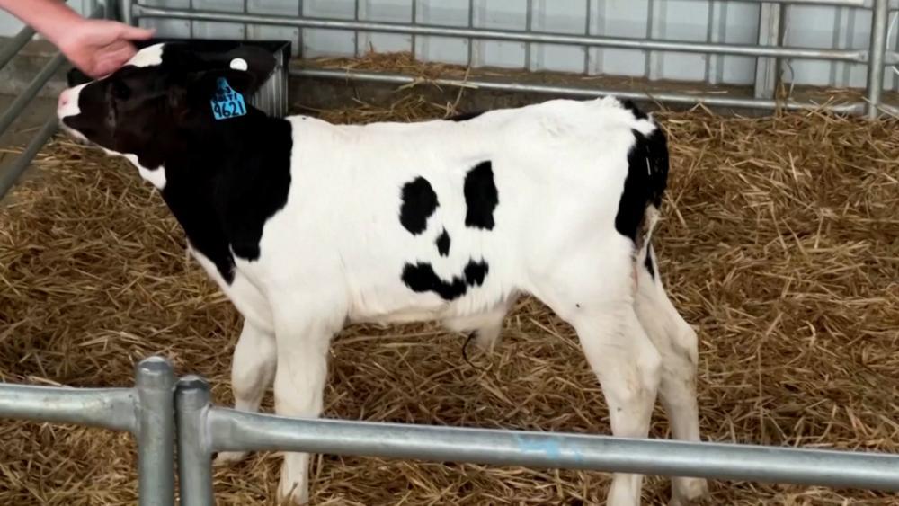 Kalb „Happy“ zaubert Menschen ein Lächeln ins Gesicht