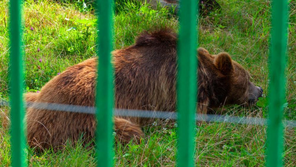 Was ein Bär hinter Gittern pro Tag kostet
