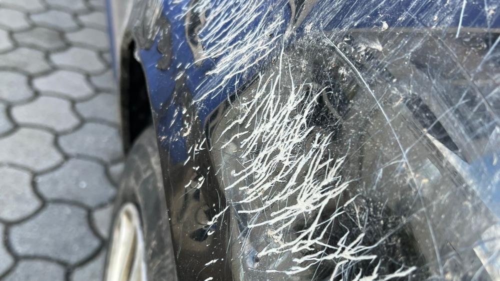 Wenn der Bär sich am Auto austobt: Kann ich mich dagegen versichern ...