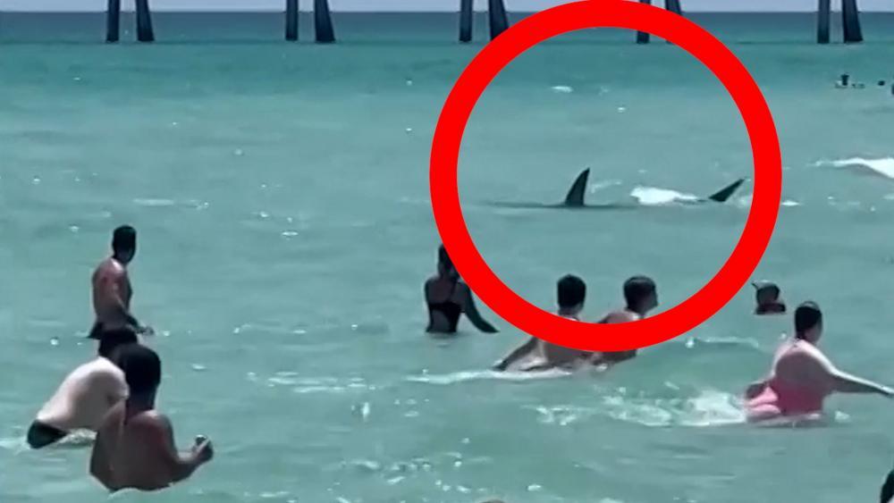 Hier schwimmt ein riesiger Hai durch Badegäste - Videos | stol.it Hier schwimmt ein riesiger Hai durch Badegäste - Videos | stol.it