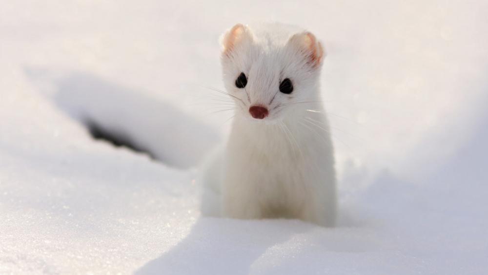 Wie Schneekanonen zum Lebensretter für Hermeline werden - Panorama ...