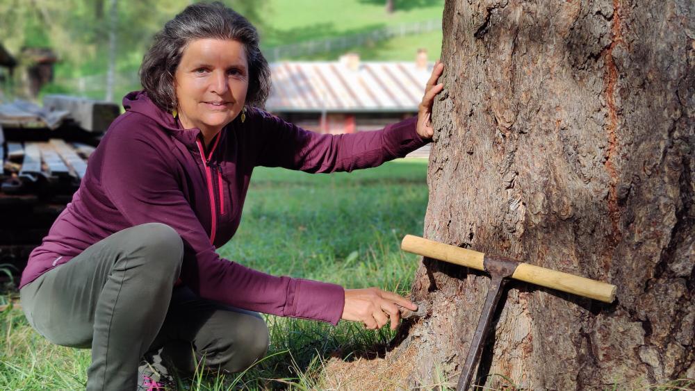 Bestockte Lärchenwiesen oder: Vom Glück, viel Pech zu haben - Panorama ...