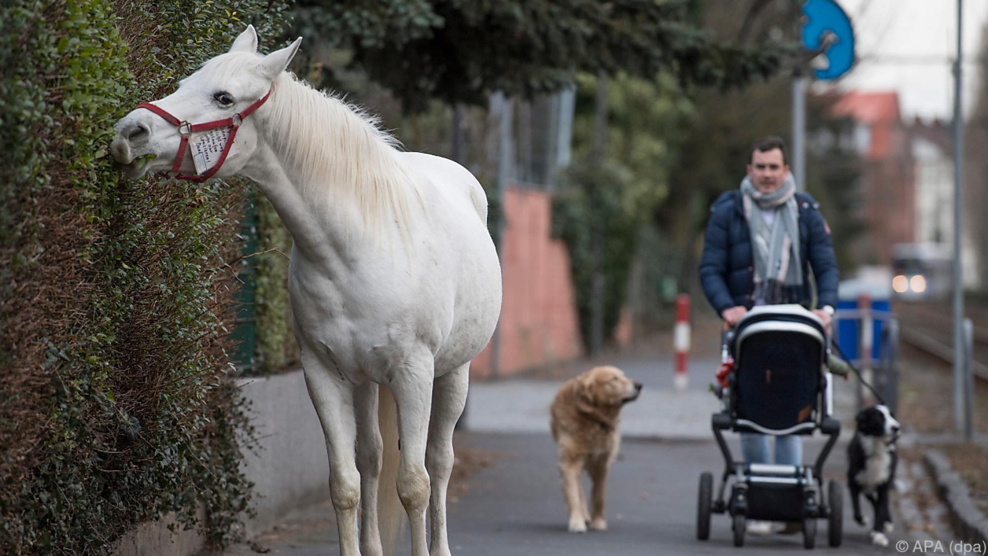 Internet-Hit: Stute Jenny geht spazieren - Panorama | stol.it