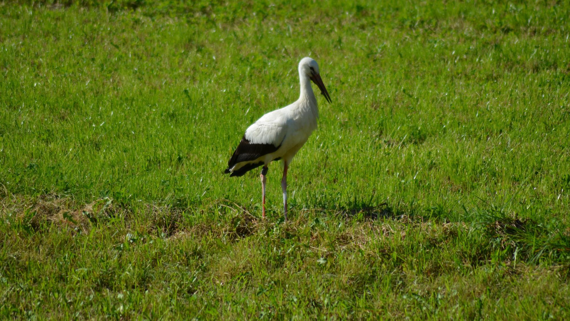Storch in St.Lorenzen - Panorama | stol.it