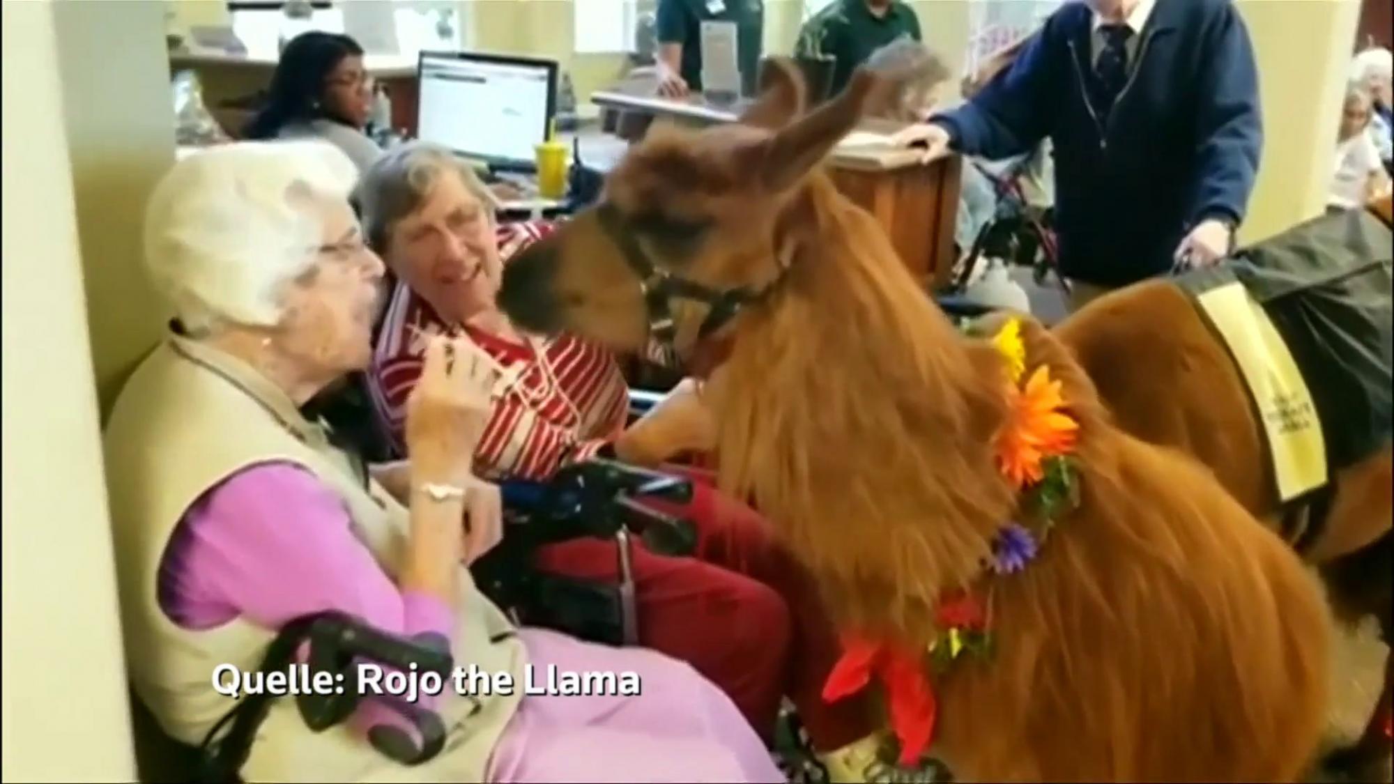 Therapie-Lama gibt Küsschen - Videos | stol.it