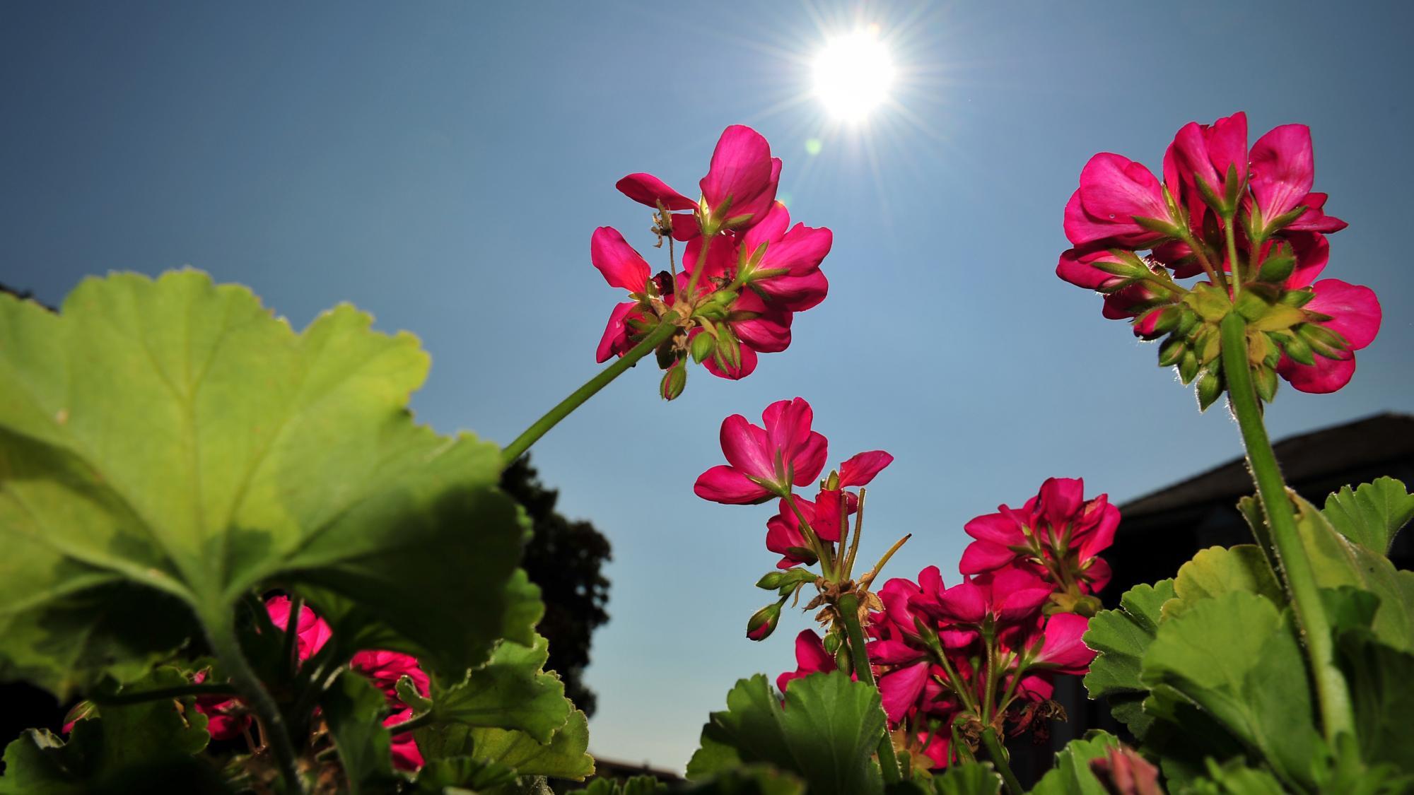 Mehr Sommer als Frühling – heute Gewitter - Panorama | stol.it