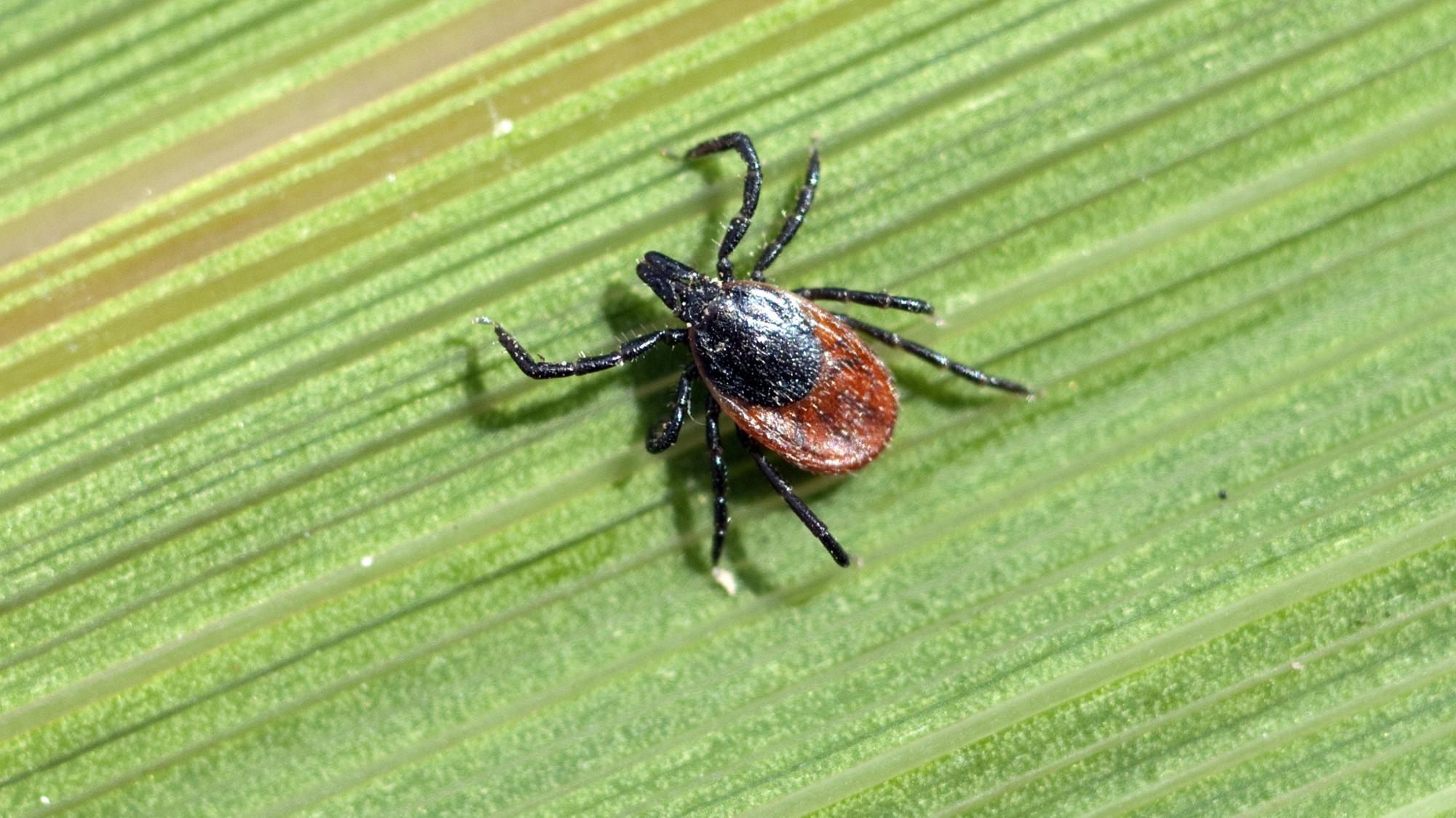 Zecken: 4 FSME-Fälle in diesem Sommer - Chronik | stol.it