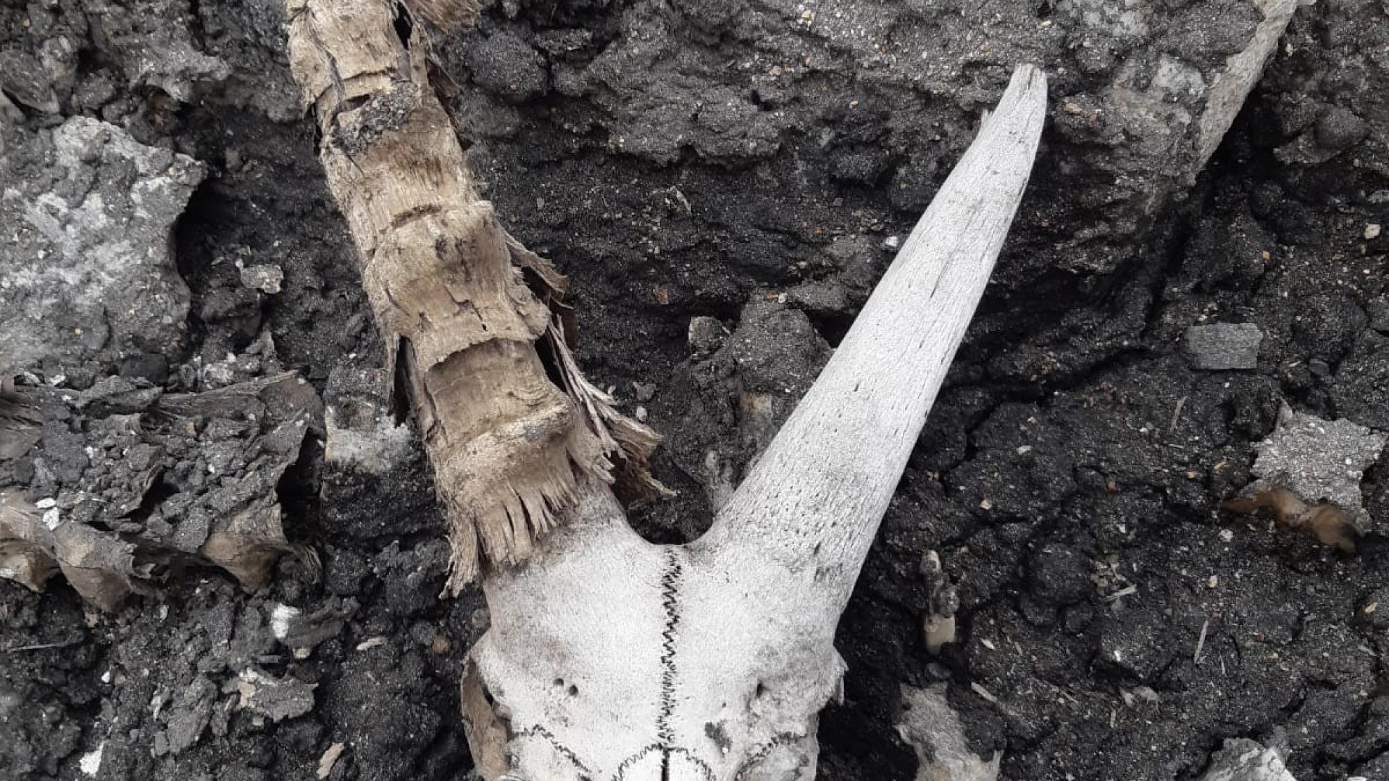 Labor bestätigt: Steinbocküberreste sind 7000 Jahre alt - Chronik | stol.it