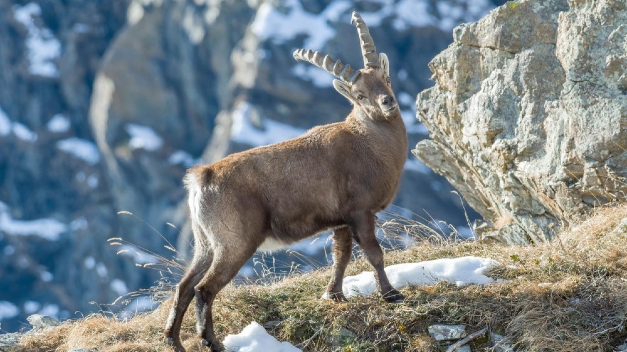 Schneehuhn im Grünen – Die Leiden der Alpentiere im milden Winter ...