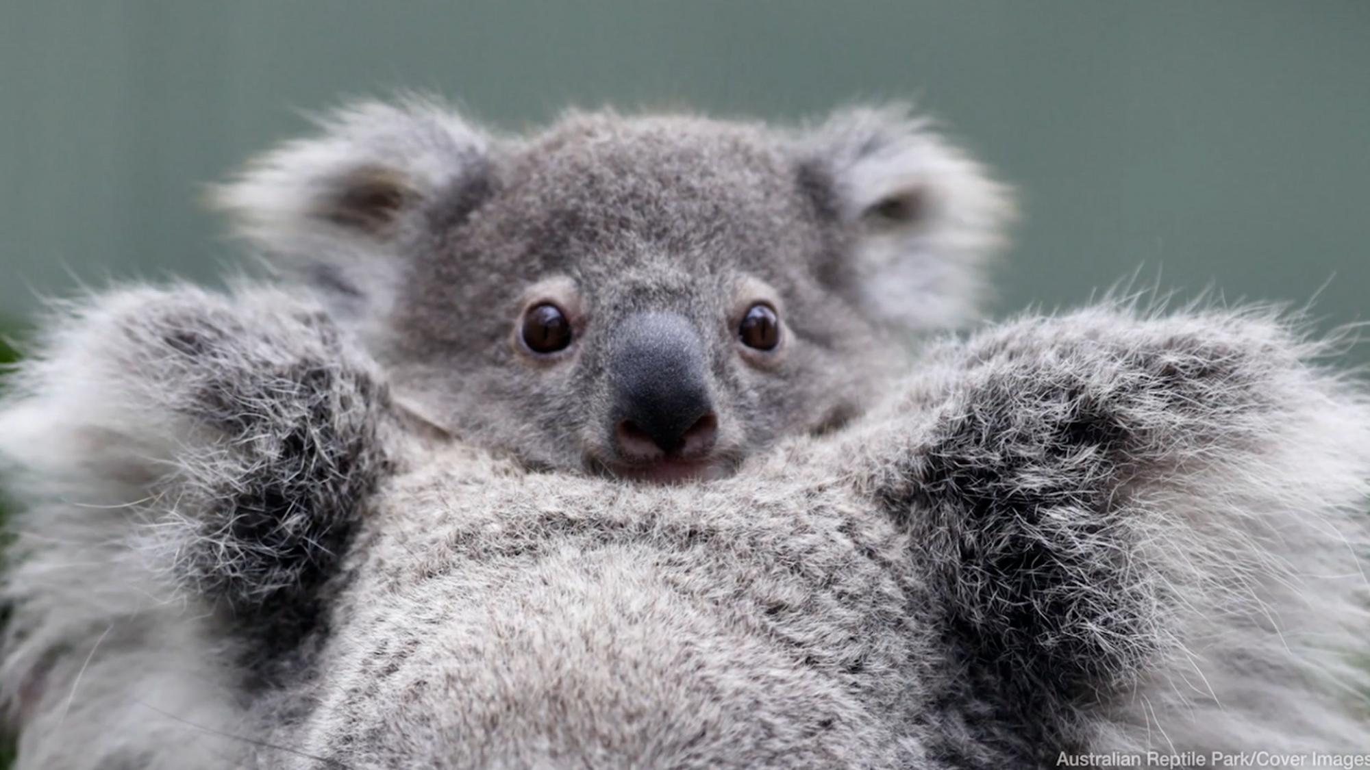 Zoo freut sich über 100. Koalababy - Videos | stol.it