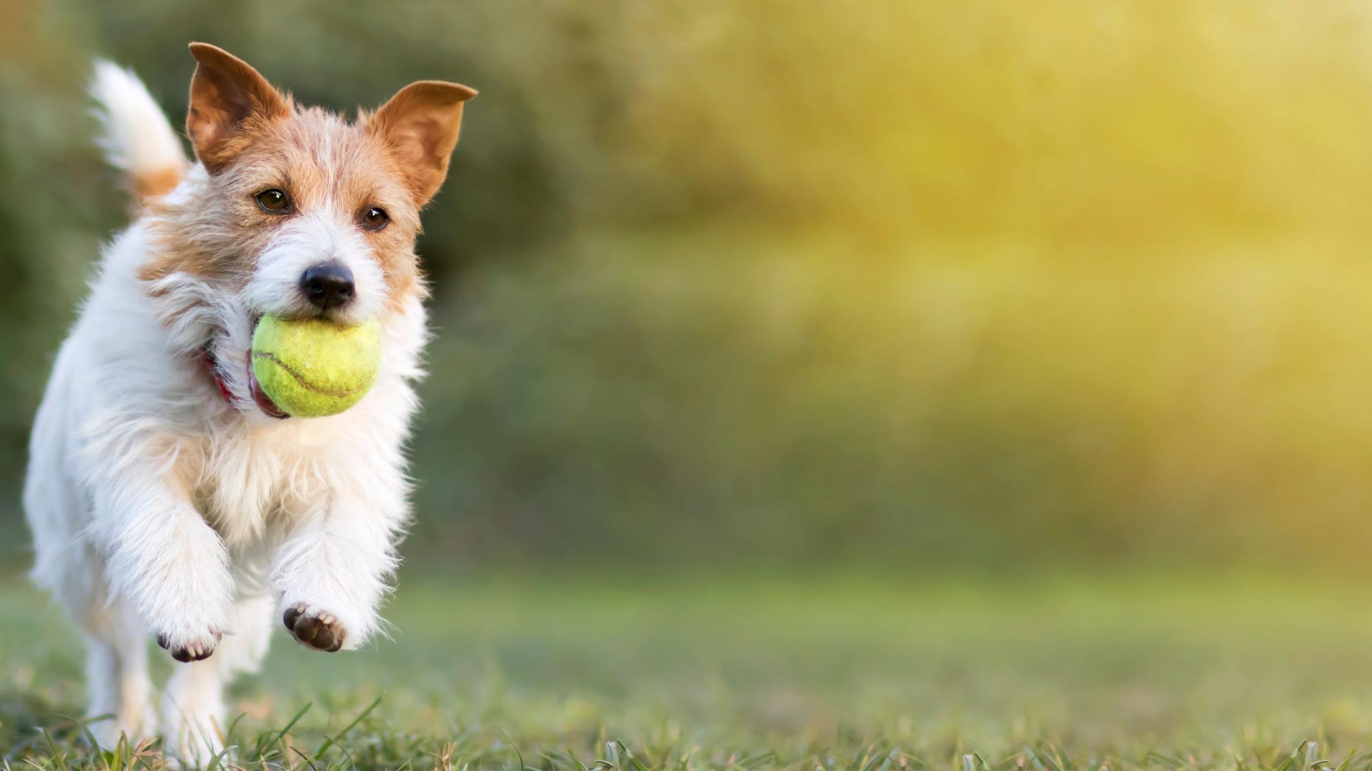 Ist mein Hund ein Balljunkie? - Panorama | stol.it