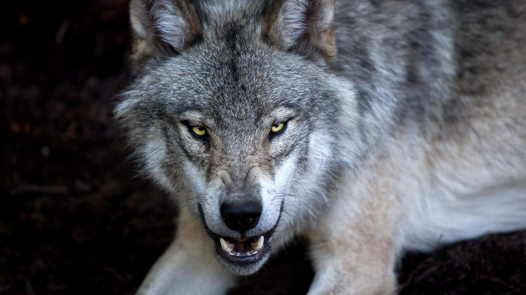 Sarntal: Wolf spaziert bis an die Haustür, Bär reißt 2 Schafe - Chronik ...