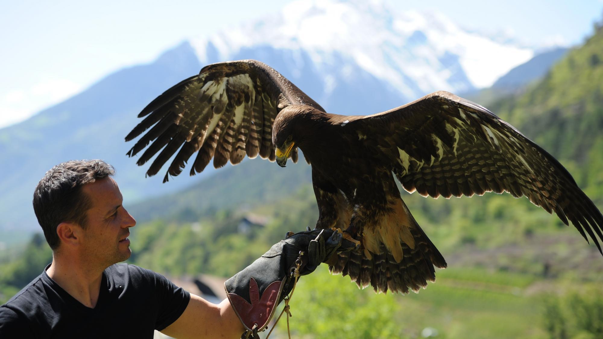 Adler über Tirol - Panorama | stol.it