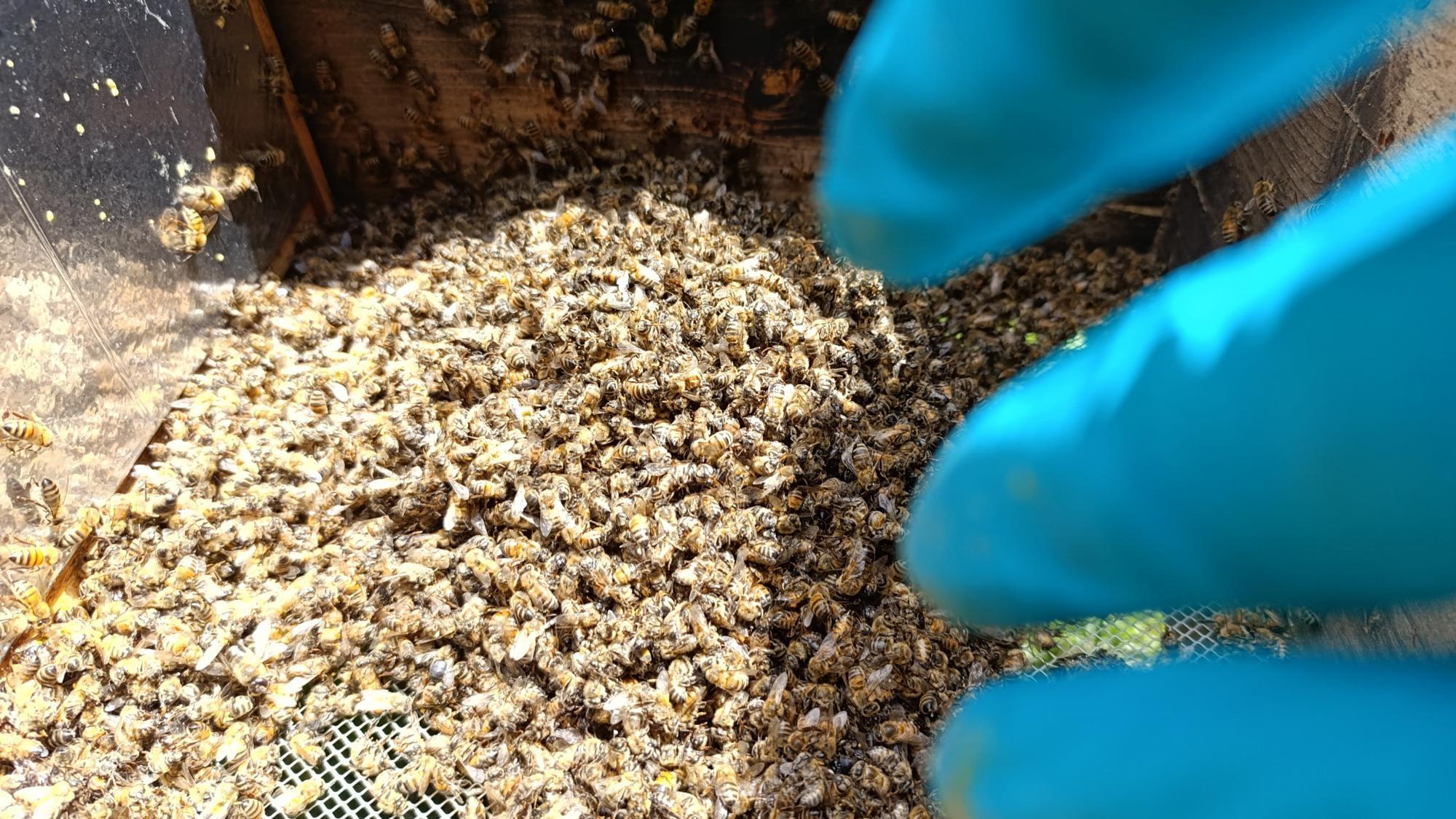 Tierquälerei im Passeiertal: „Grausame Tat gegen die Natur“ - Chronik ...
