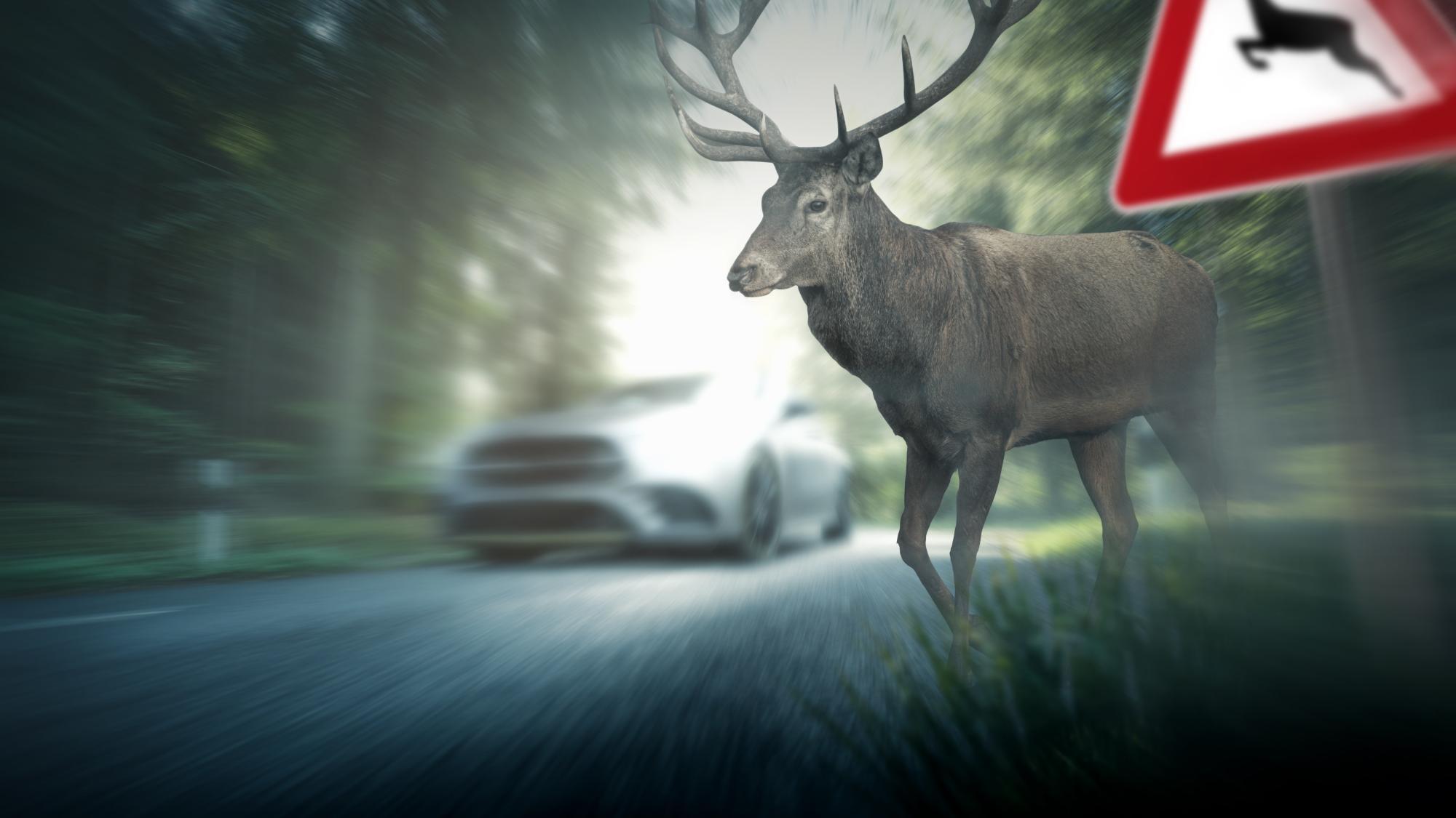 „Prallt ein Hirsch auf ein Auto, kann das wie ein Gewicht von 5 Tonnen ...