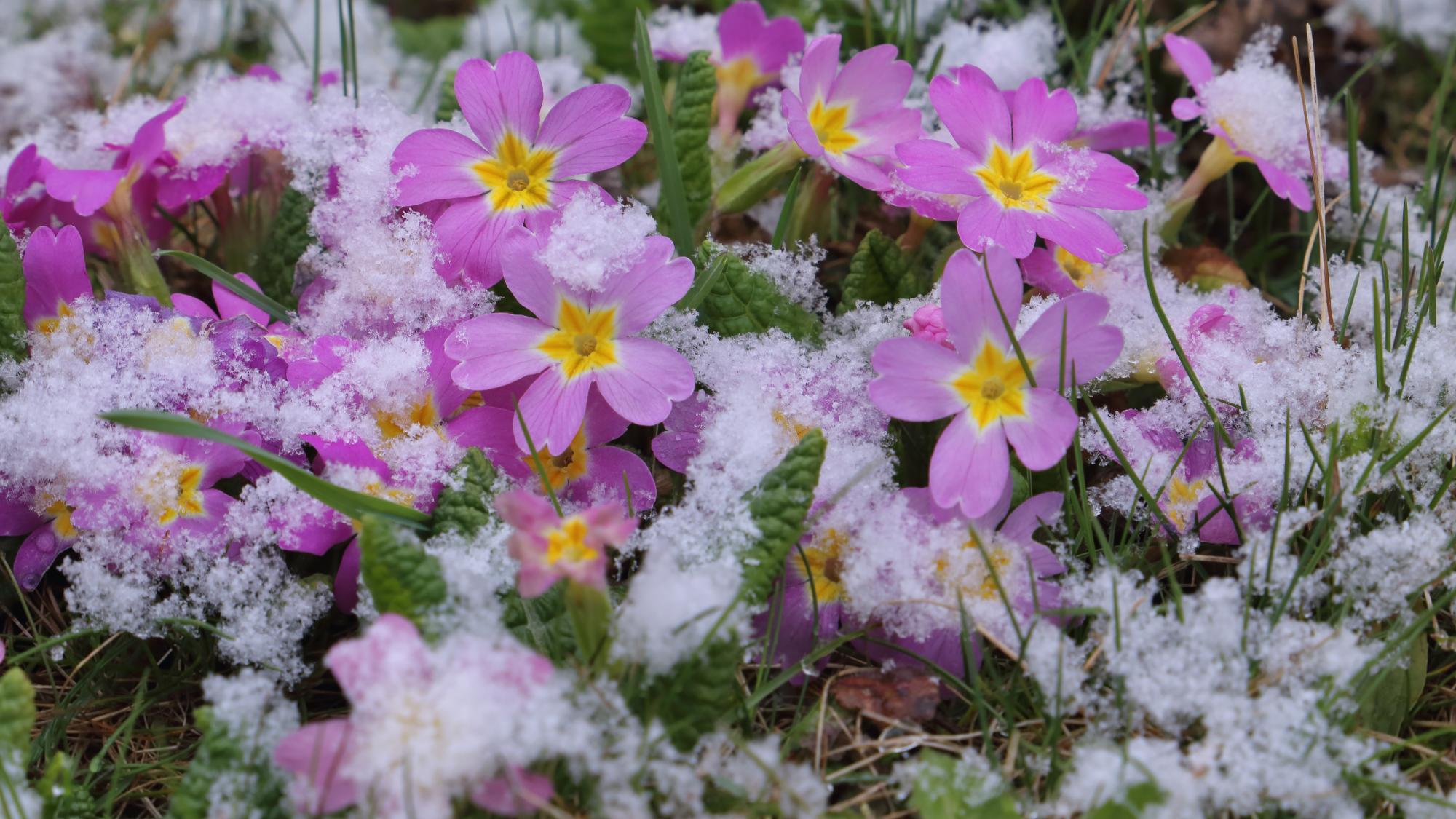 Winter-Comeback in Südtirol: Schnee und Regen bestimmen die Woche ...