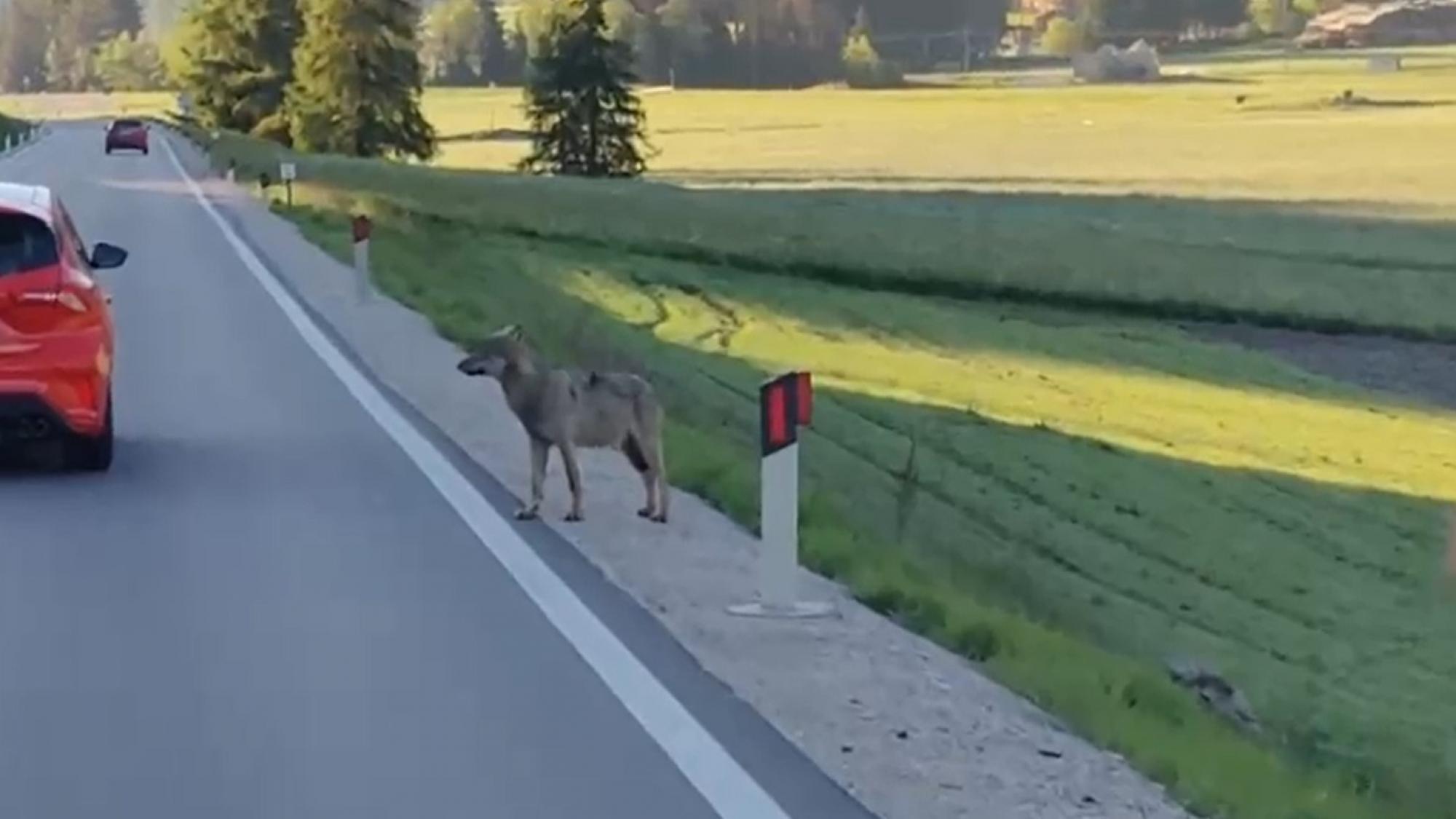 Toblach: Die Angst vor dem Wolf geht um - Chronik | stol.it