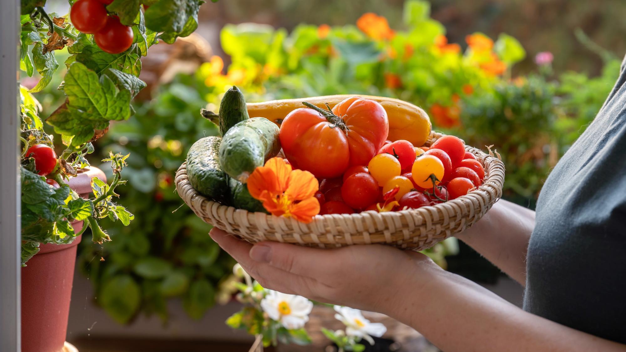Vom Samenkorn zur Ernte: So gelingt der Start in den Gemüsegarten ...
