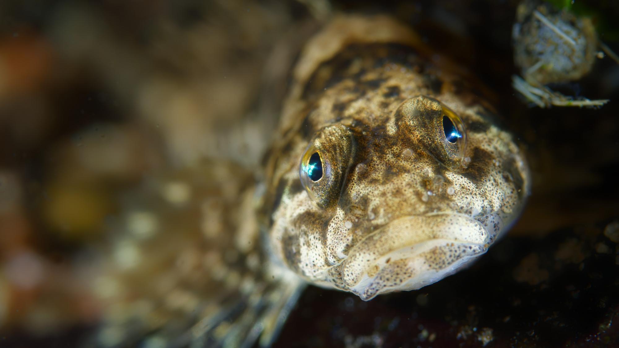 Das ist der Südtiroler Fisch des Jahres - Chronik | stol.it