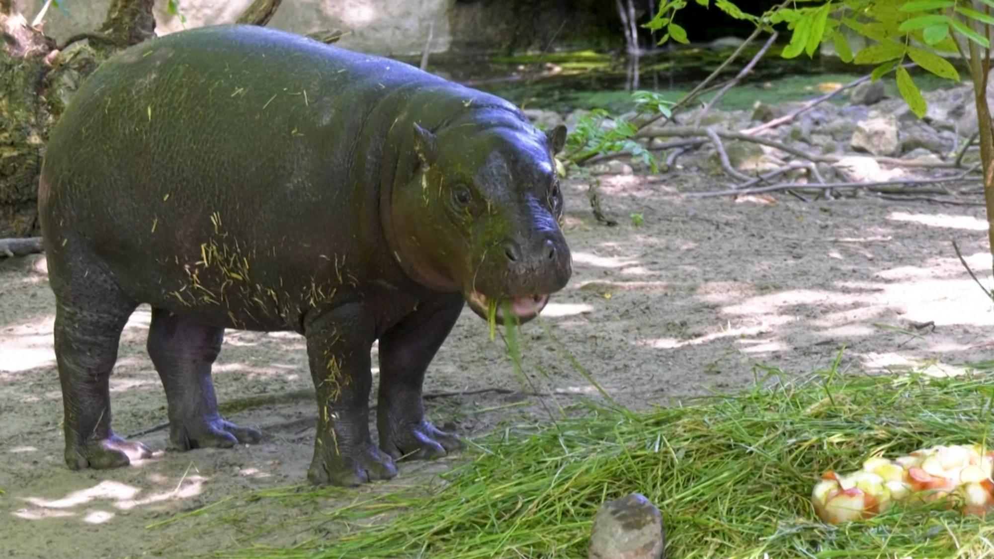 Mini-Hippo Toni feiert 1. Geburtstag - Videos | stol.it