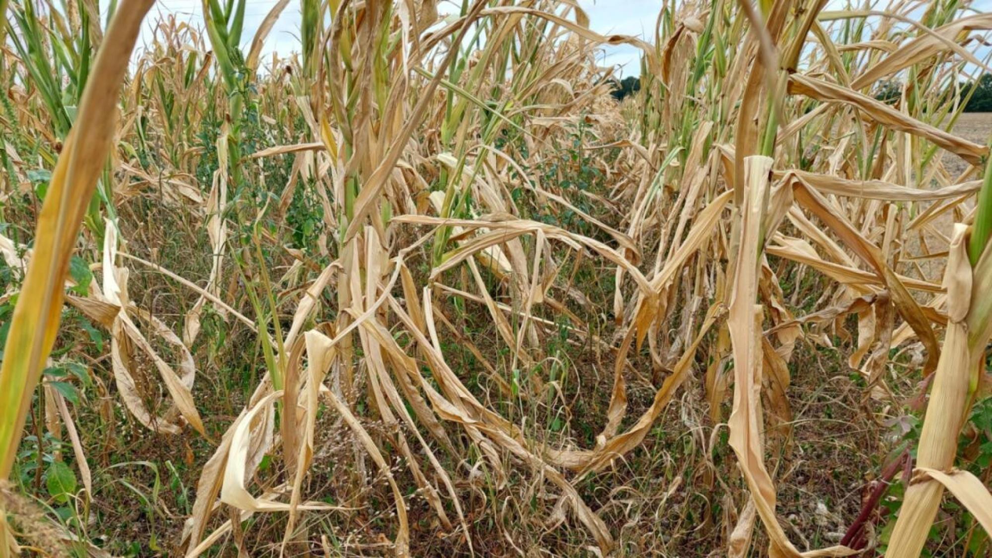 Rekord-Trockenheit im Juli in Europa und Mittelmeerraum - Chronik | stol.it