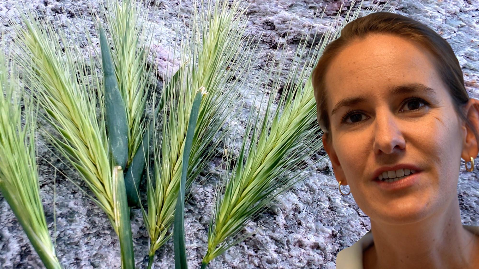 Grannen: Borstige Gefahr für Vierbeiner - Videos | stol.it