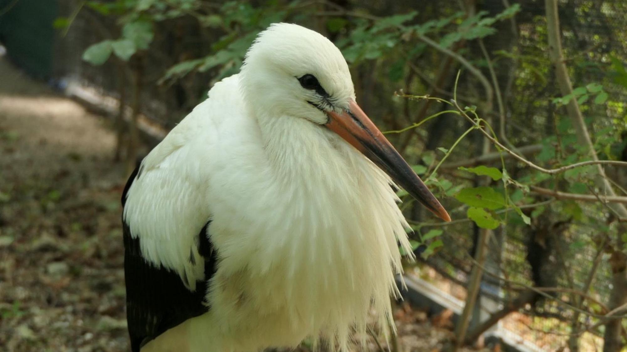 Der Storch fliegt wieder - Panorama | stol.it