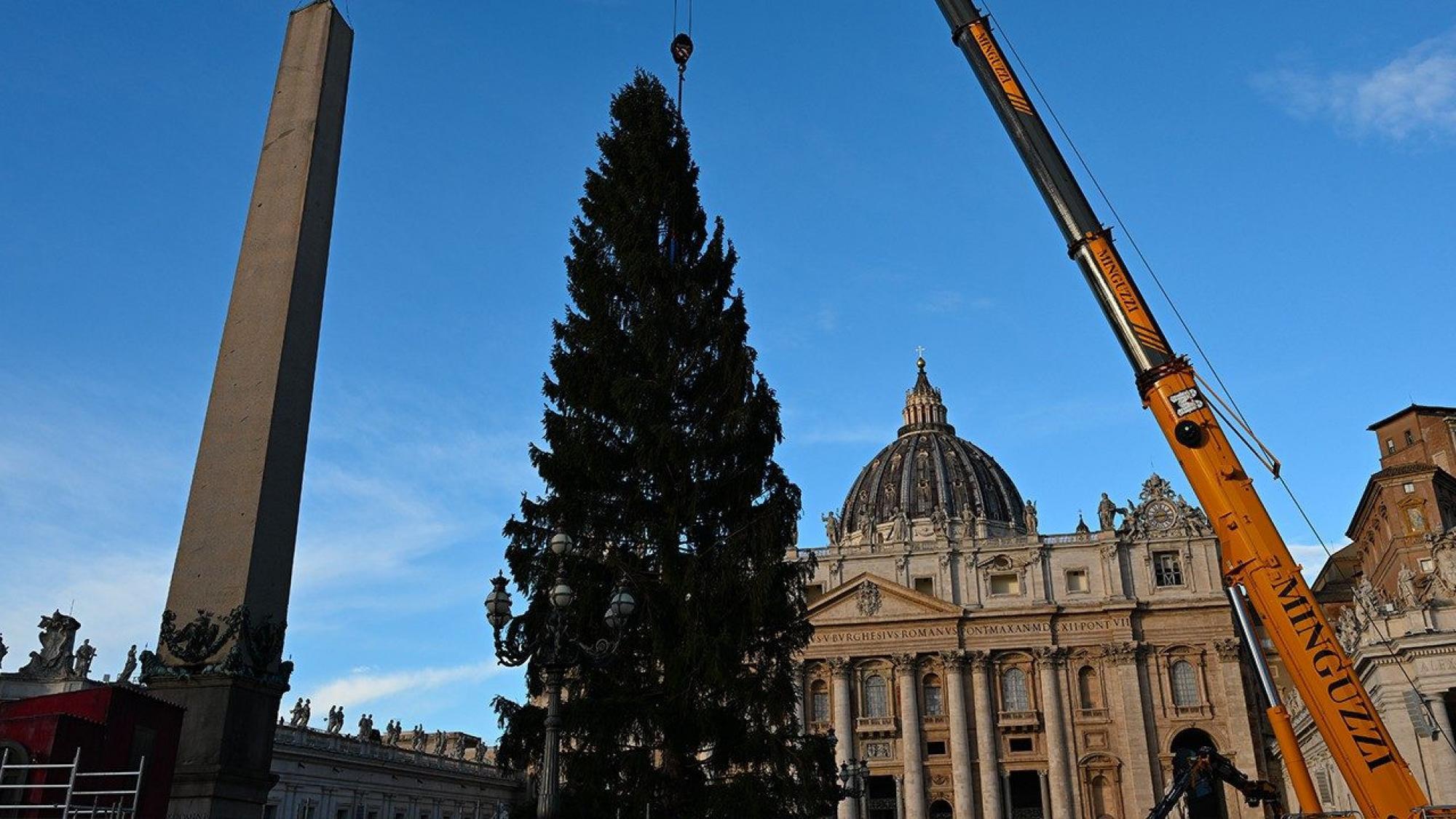 Petersplatz: Der Christbaum steht – Und er kommt aus Südtirol - Kultur ...